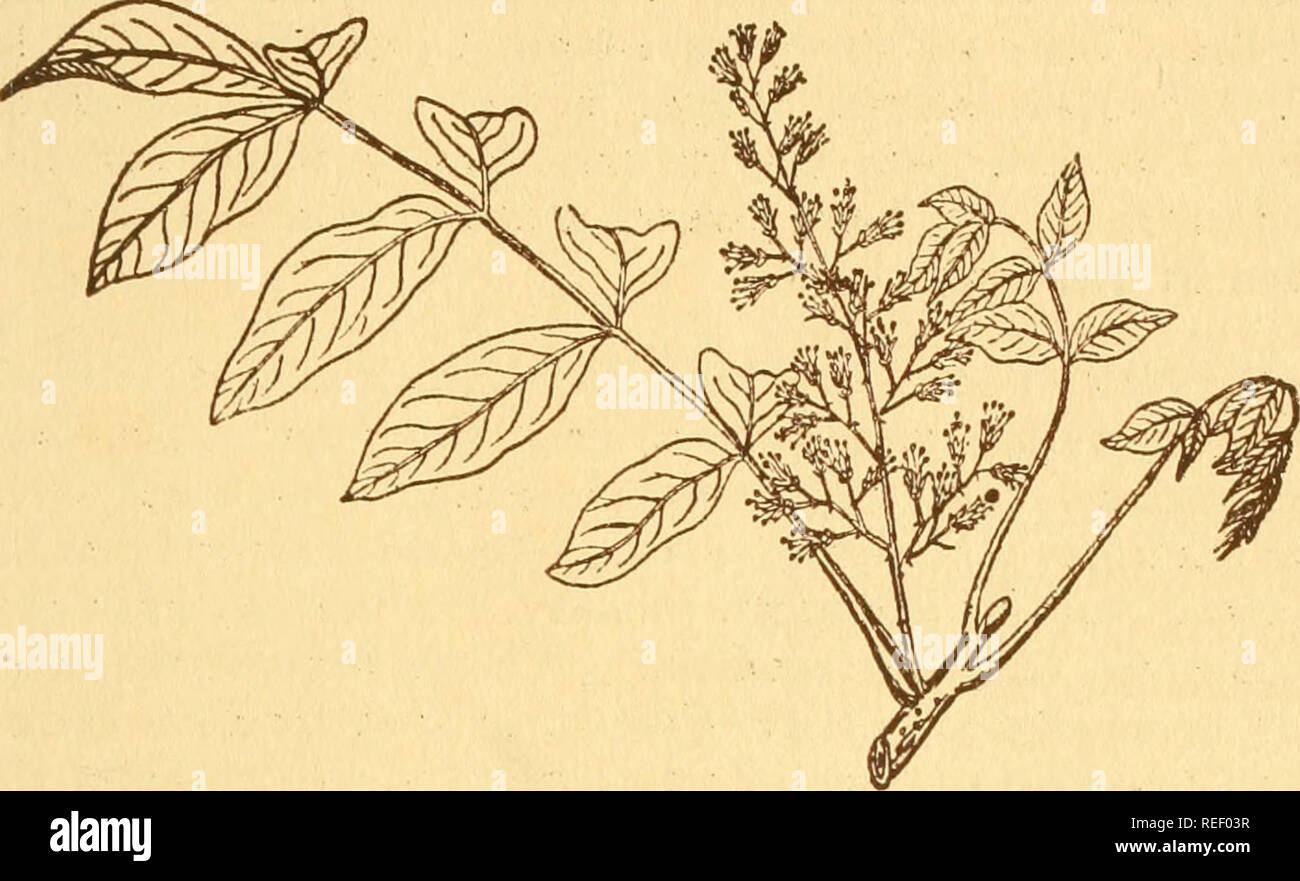 . Common trees of New York. Trees; Trees. of New York 103 POISON SUMAC ...