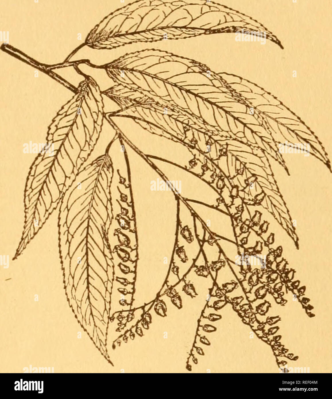 . Common trees of Ohio : a handy pocket manual of the common and ...