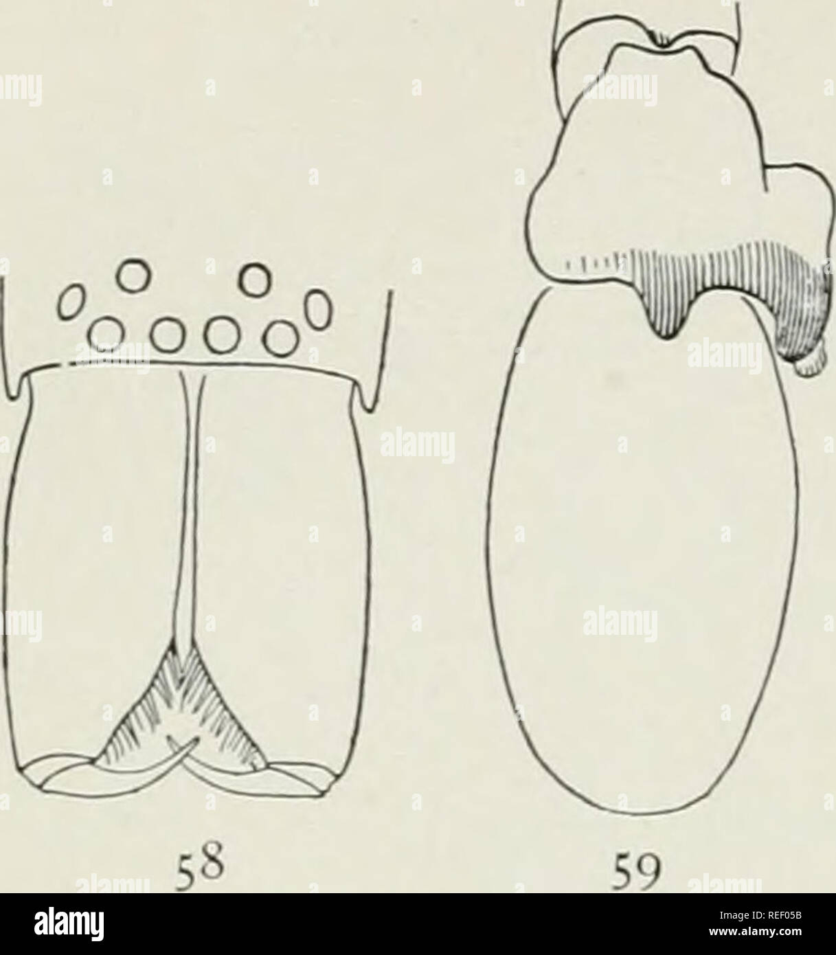 Inch long spider hi-res stock photography and images - Alamy