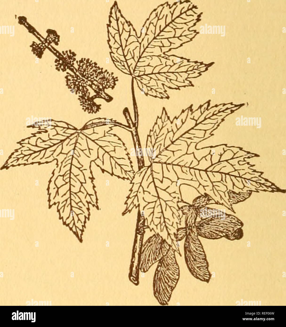 . Common trees of Ohio : a handy pocket manual of the common and ...