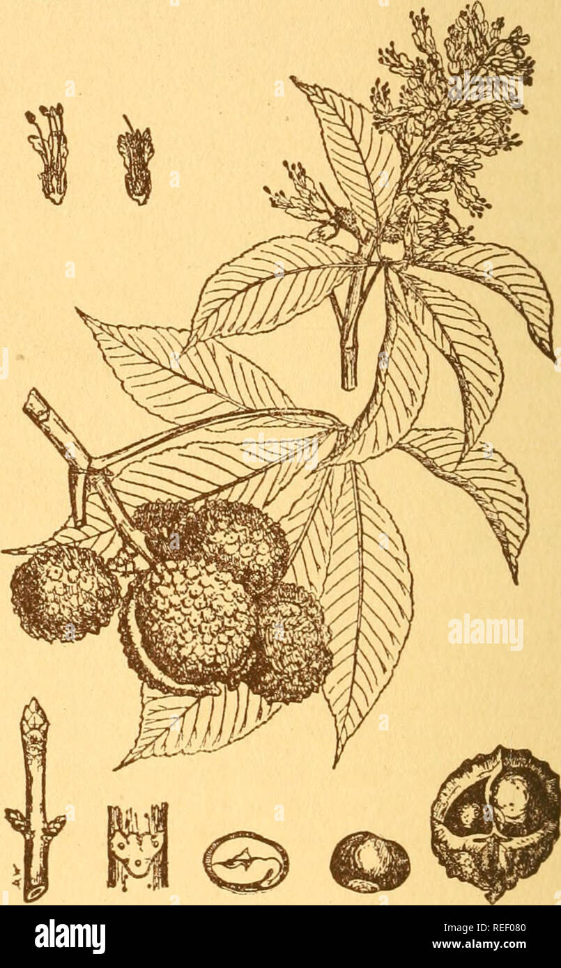 . Common trees of Ohio : a handy pocket manual of the common and ...