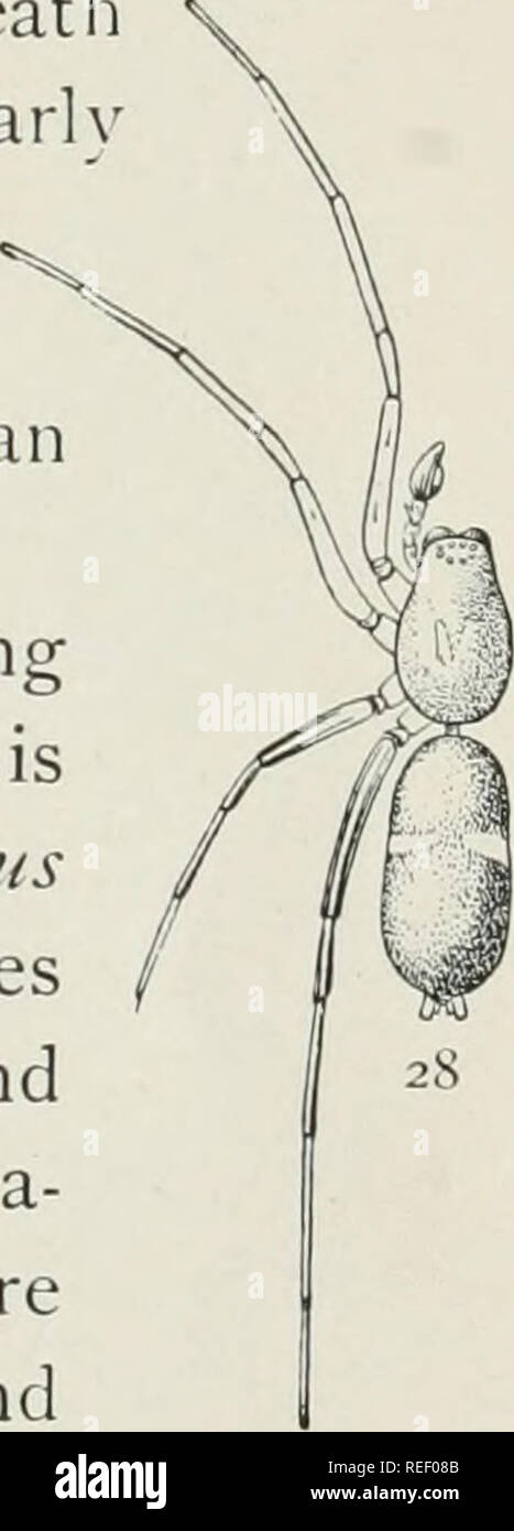 . The common spiders of the United States. Spiders. are light yellow ...
