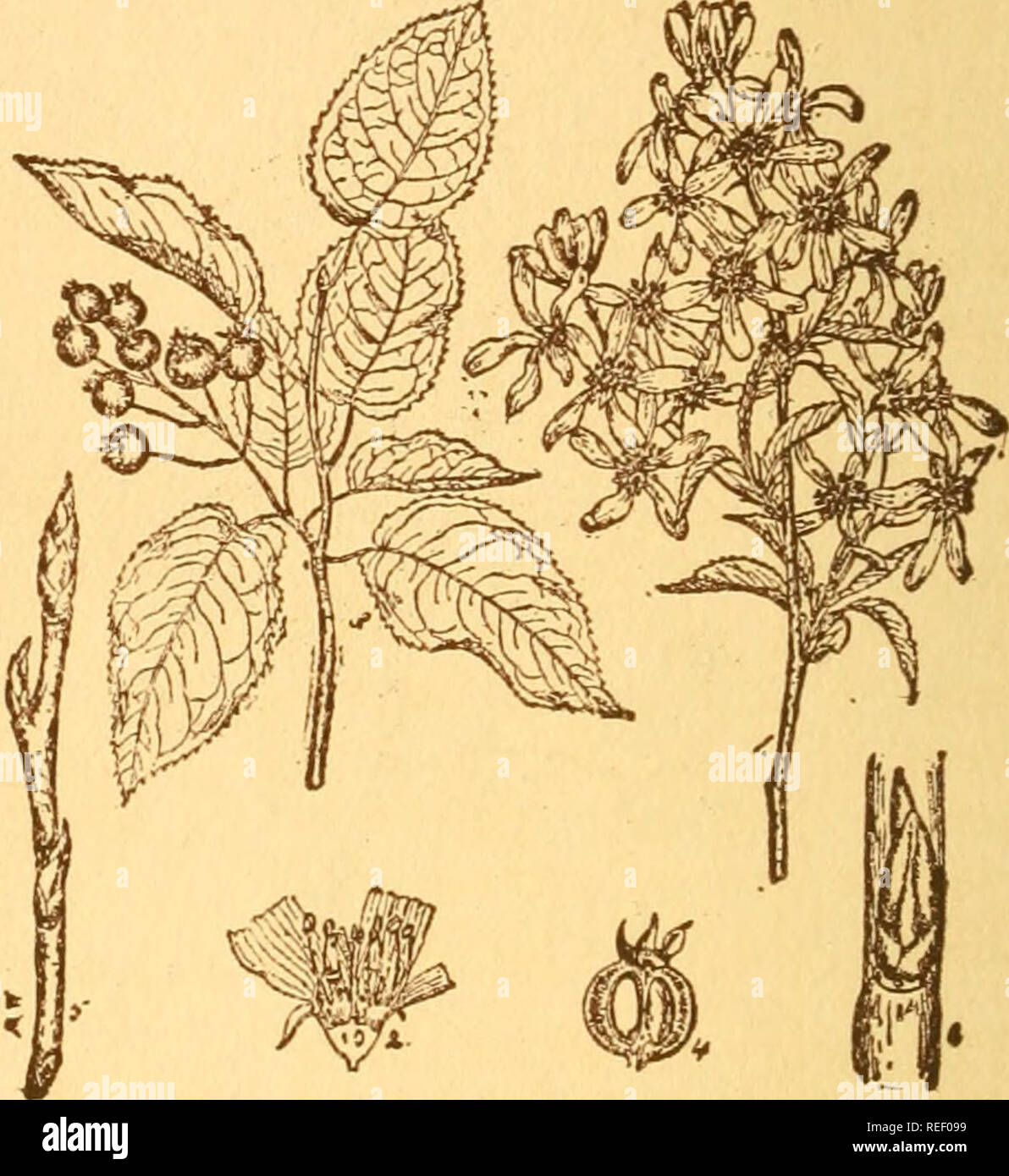 . Common trees of Ohio : a handy pocket manual of the common and ...