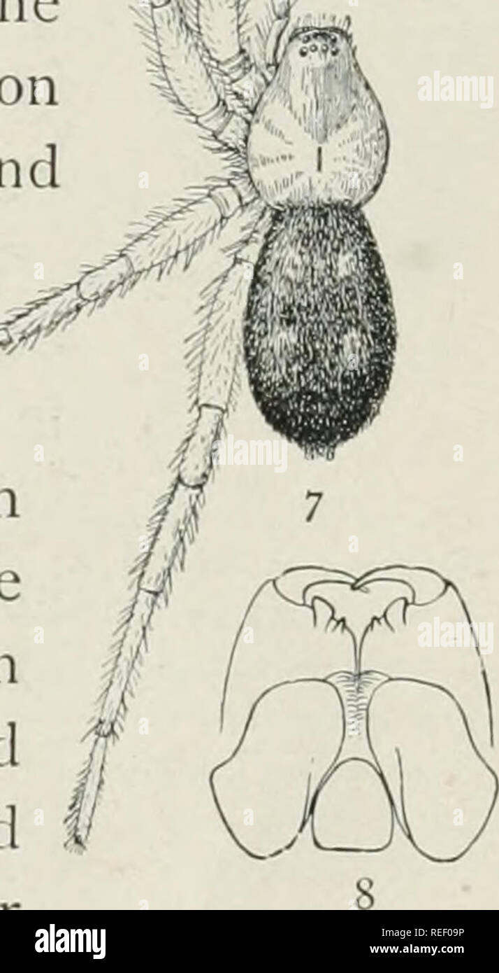 . The common spiders of the United States. Spiders. THE DRASSID^E from ...