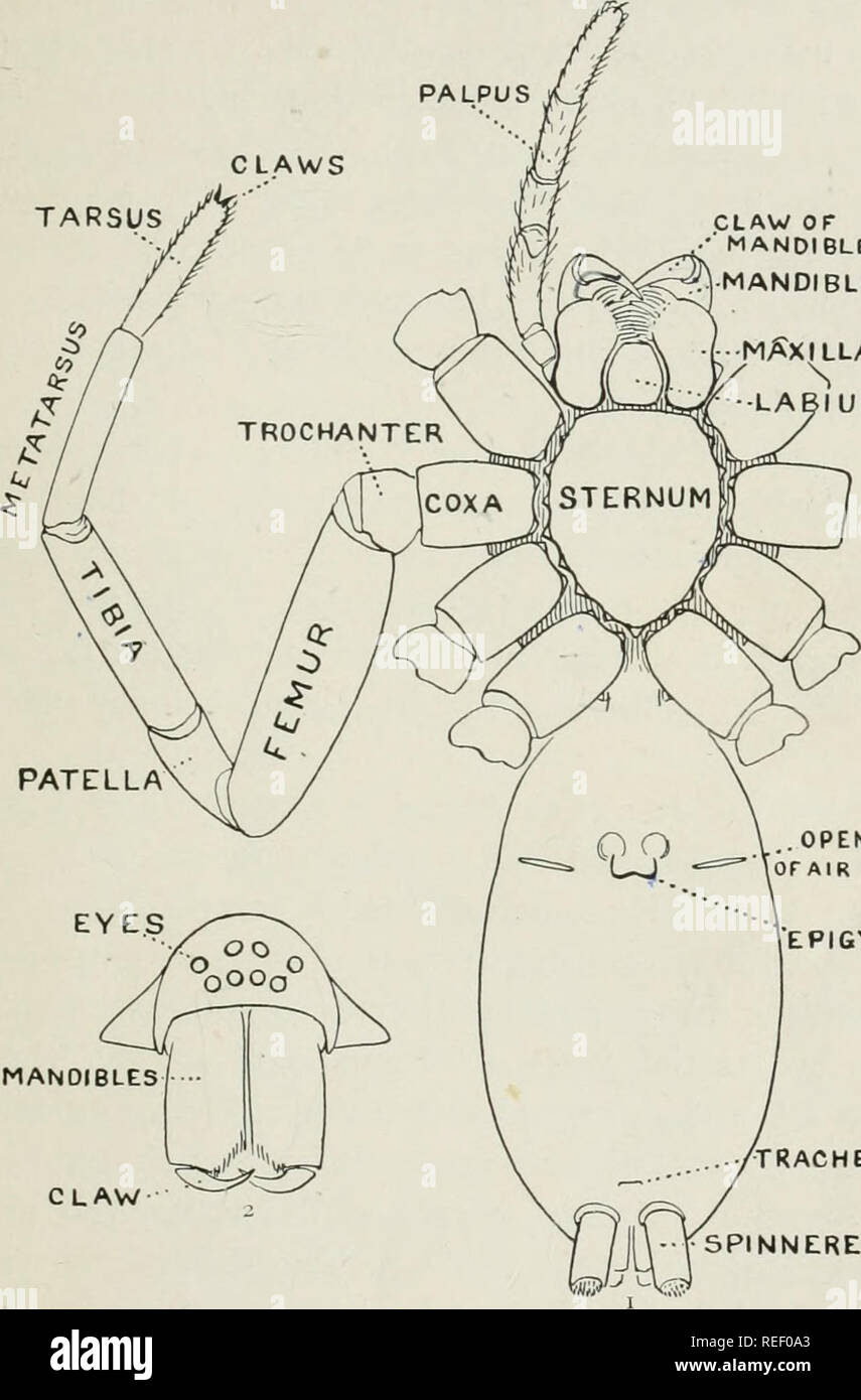 . The common spiders of the United States. Spiders. INTRODUCTION IX On ...