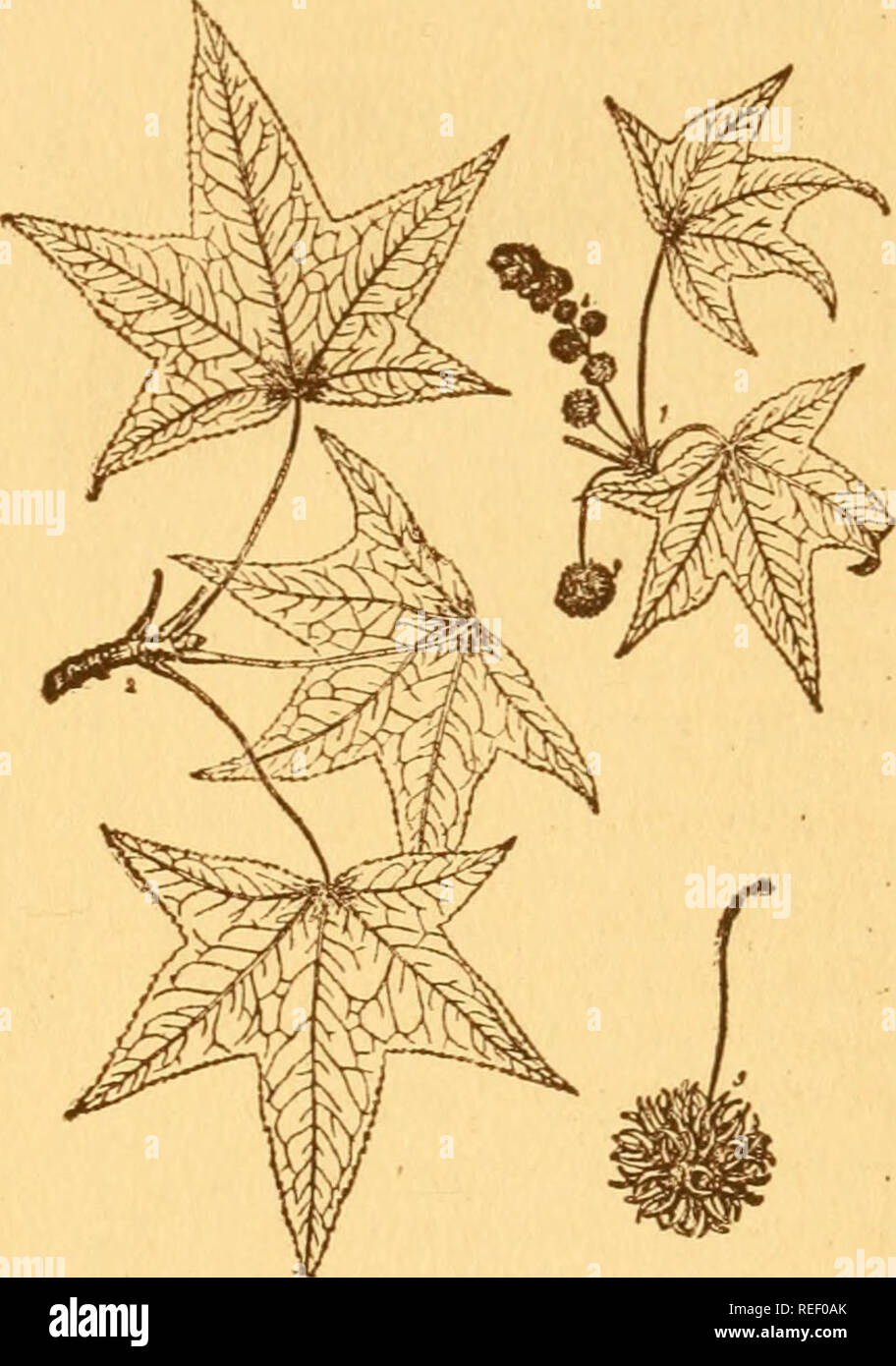 5 pointed star shaped leaves hi-res stock photography and images - Alamy