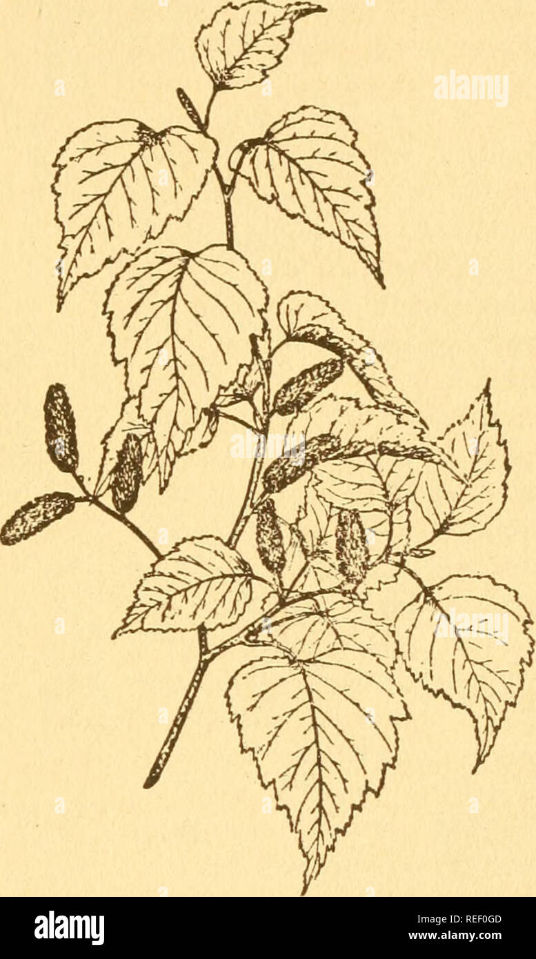 . Common trees of New York. Trees; Trees. of New York 55 GRAY BIRCH ...