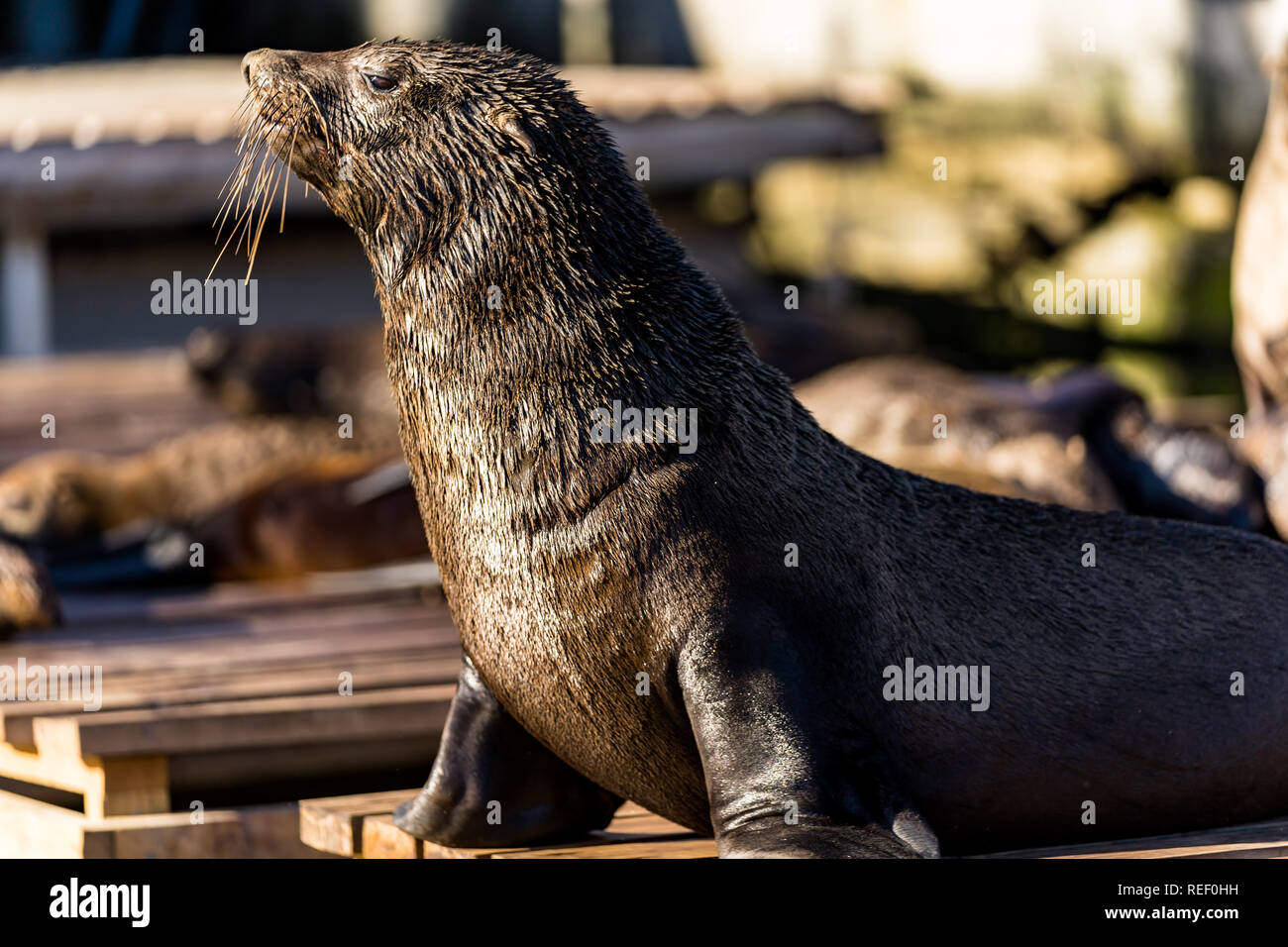 African seal standing in Capetown harbor on a seal platform built by ...