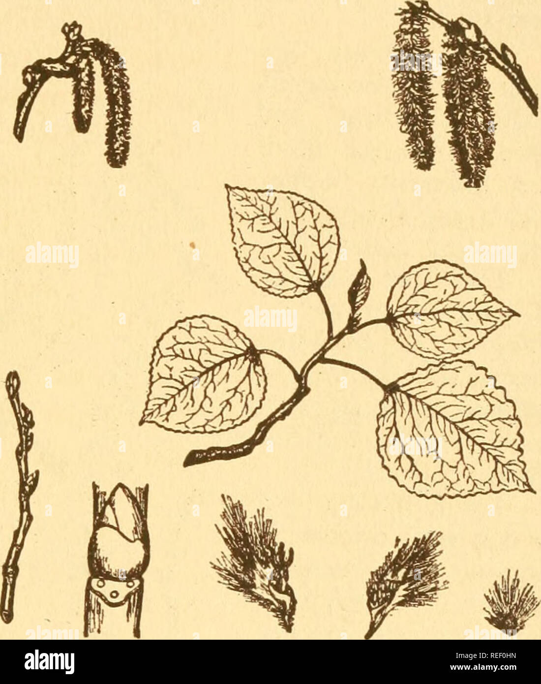 Quaking aspen fruit hi-res stock photography and images - Alamy