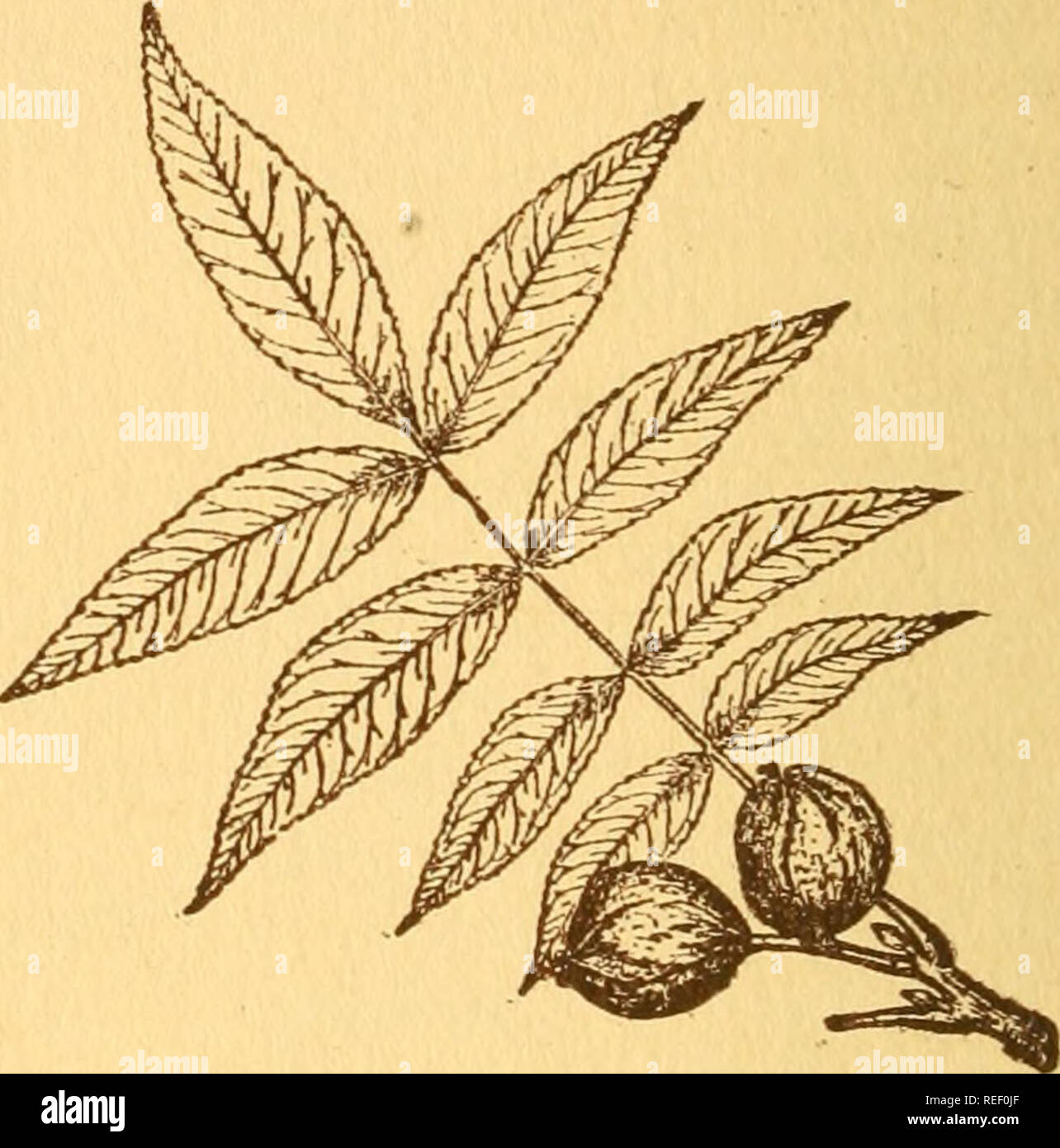 . Common trees of Ohio : a handy pocket manual of the common and ...