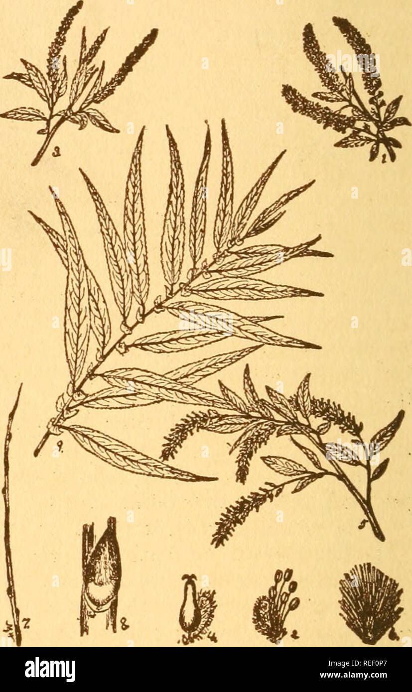 . Common trees of Ohio : a handy pocket manual of the common and ...