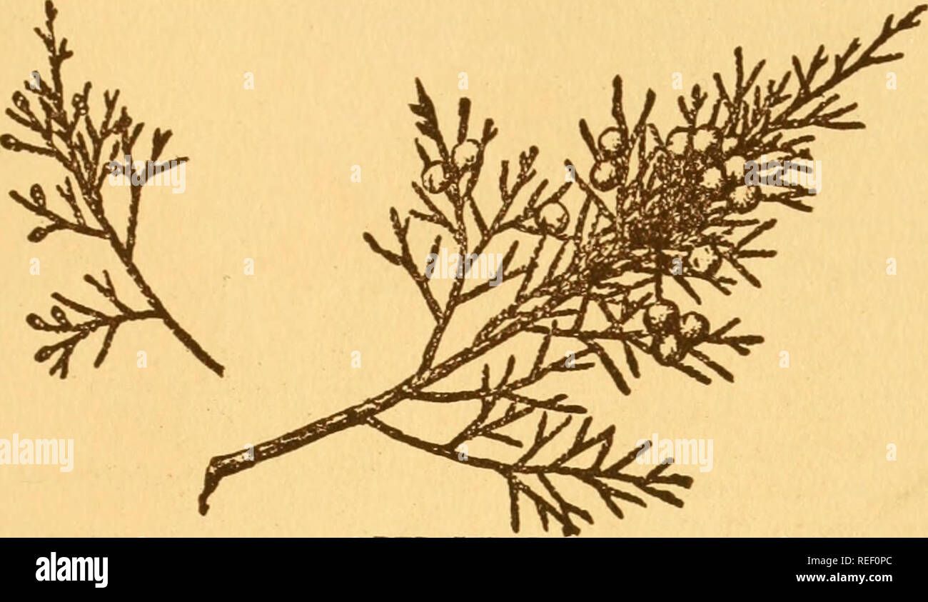 . Common trees of Ohio : a handy pocket manual of the common and ...