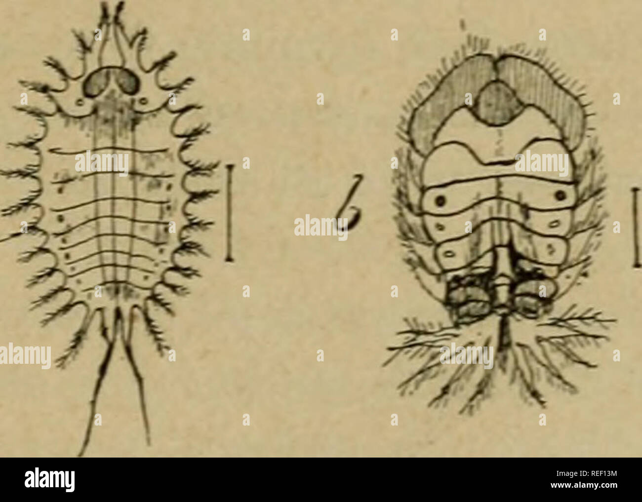 Shaped like a tortoise hi-res stock photography and images - Alamy