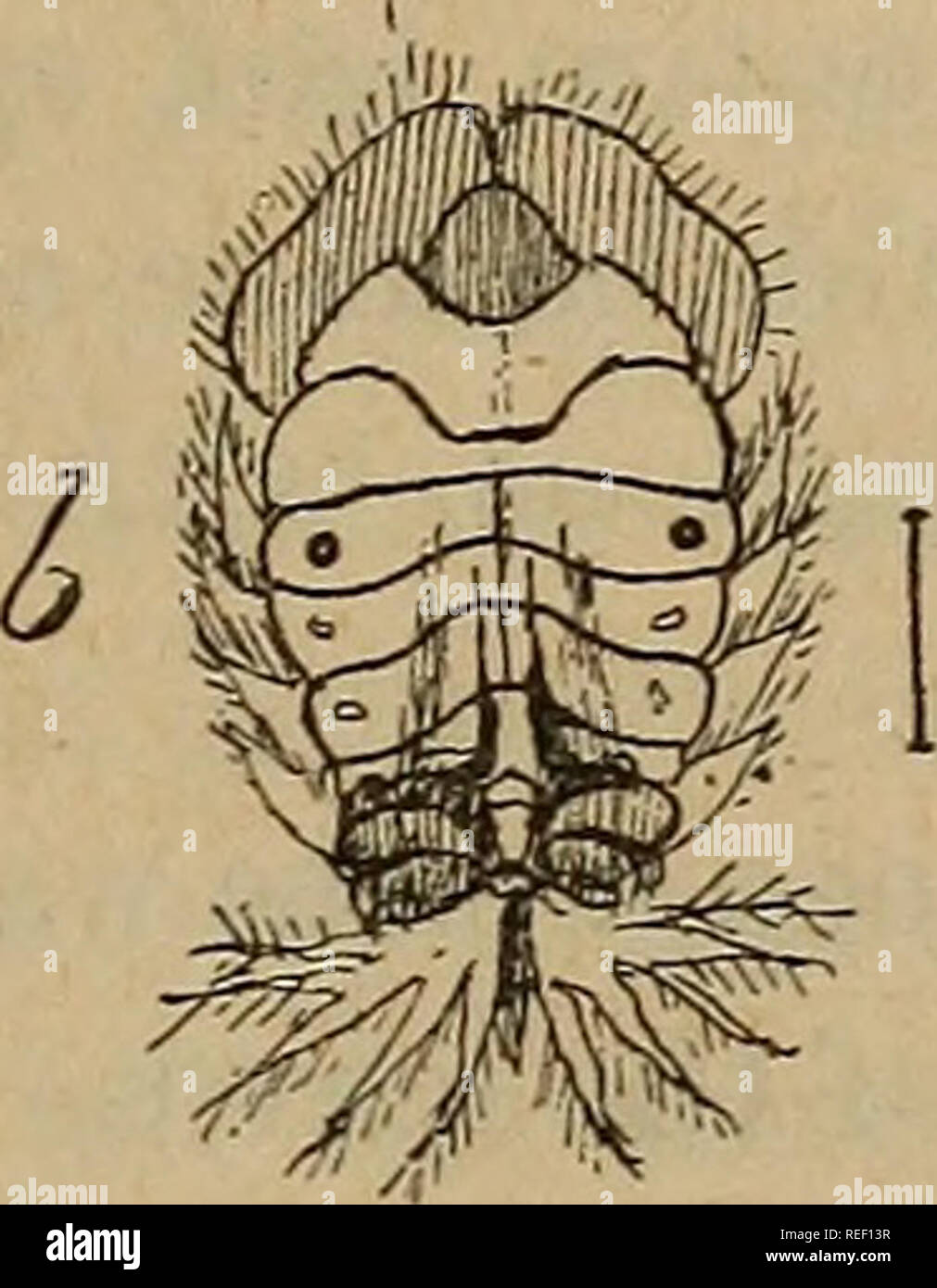 Insect pests kellogg hi-res stock photography and images - Alamy