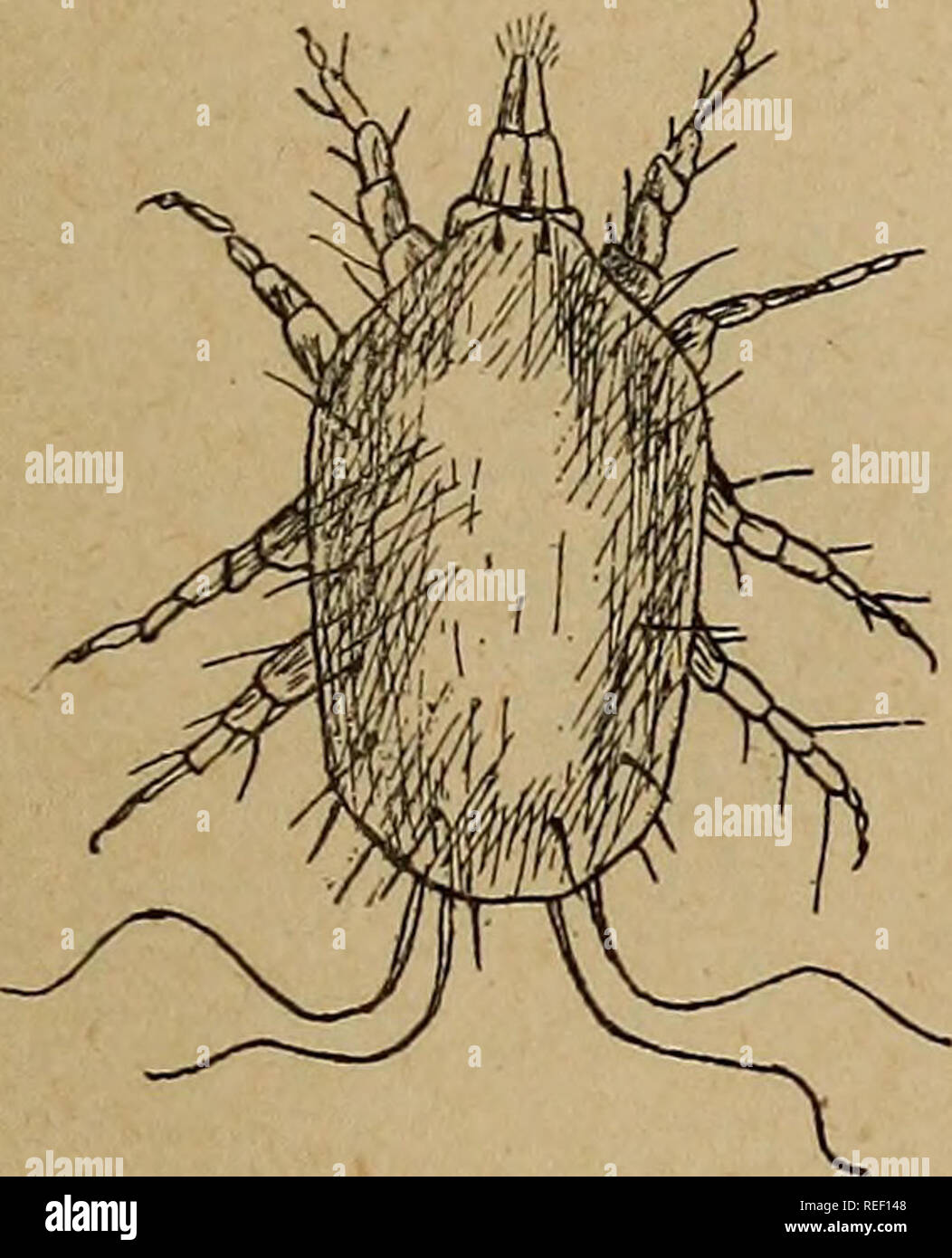 . Common injurious insects of Kansas. Insect pests. INSECTS ATTACKING ...