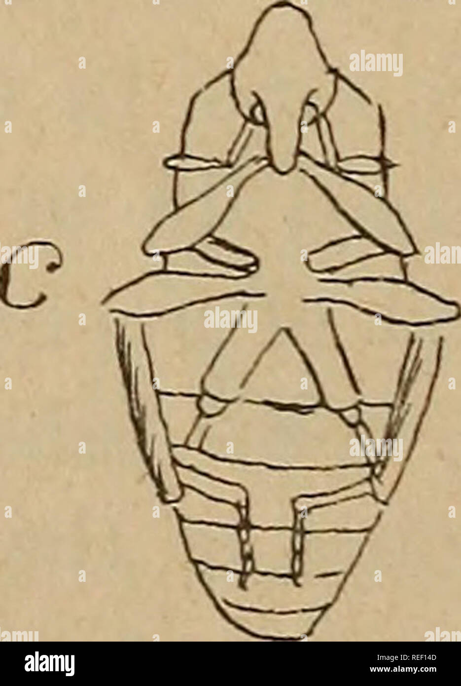 . Common injurious insects of Kansas. Insect pests. Fig. 25. Orain ...