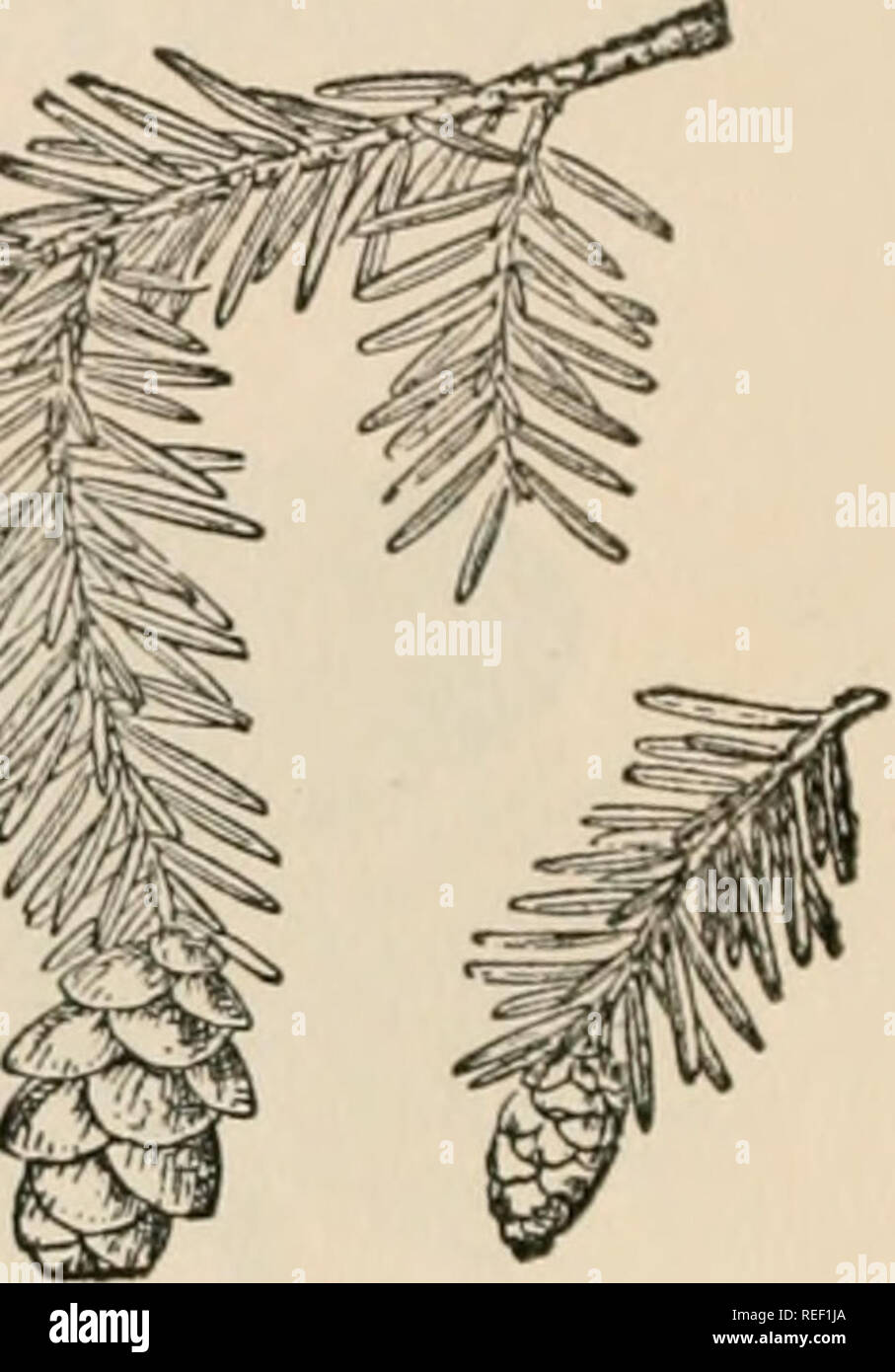 . Common forest trees of Georgia: how to know them. A pocket manual ...