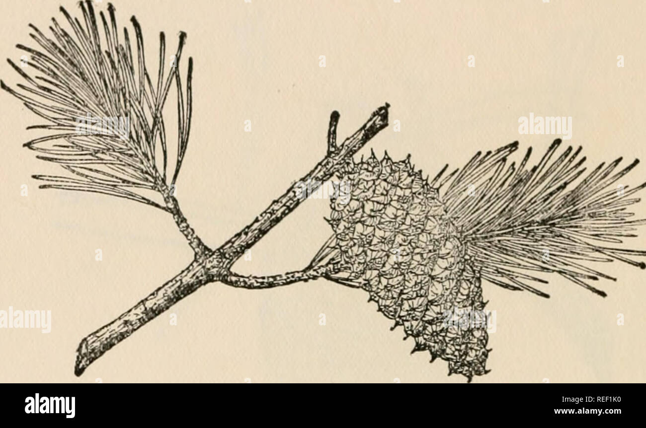 Pinus virginiana hi-res stock photography and images - Alamy