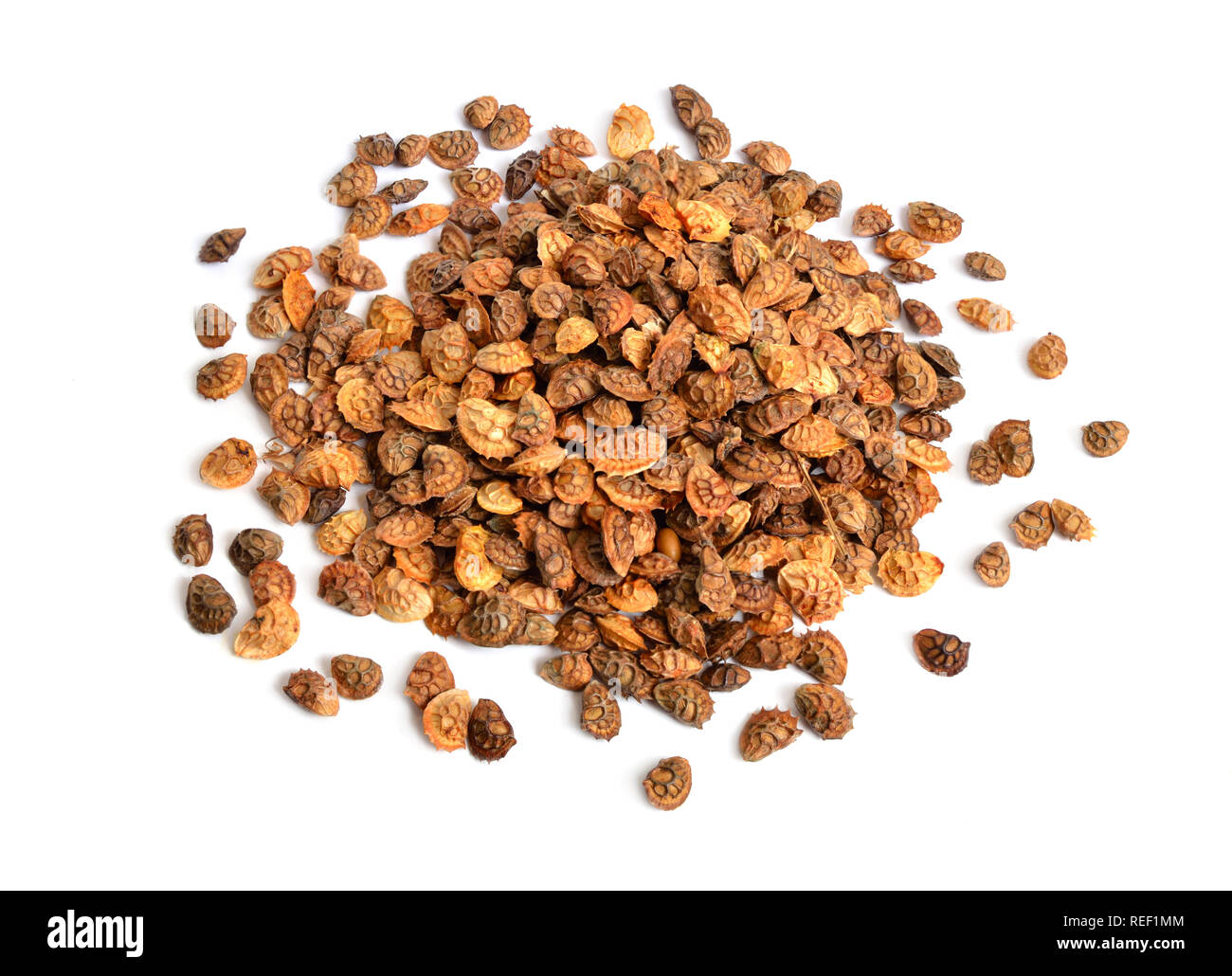 Seed of Onobrychis or sainfoins. Isolated on white background Stock ...