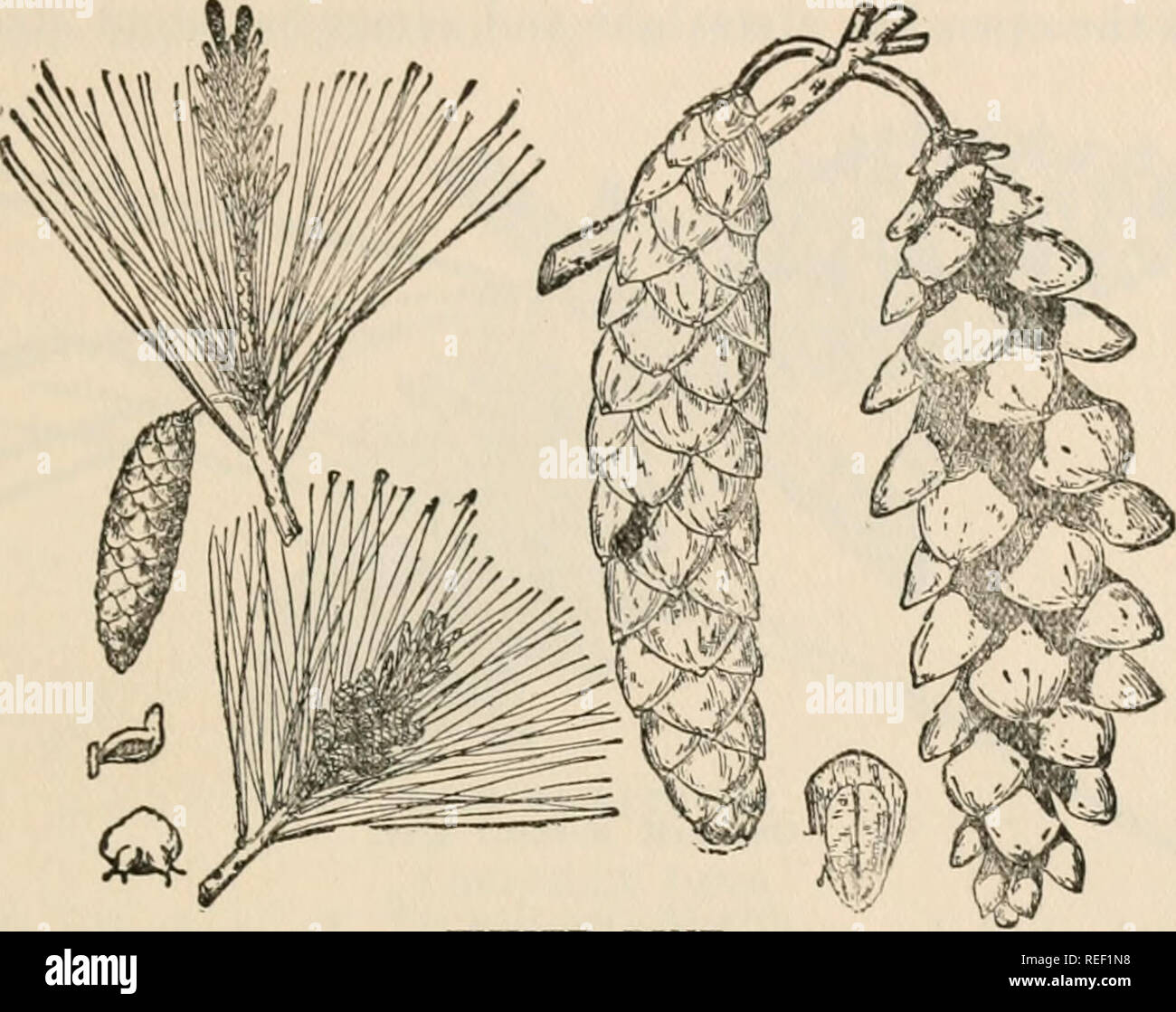 . Common forest trees of Georgia: how to know them. A pocket manual ...