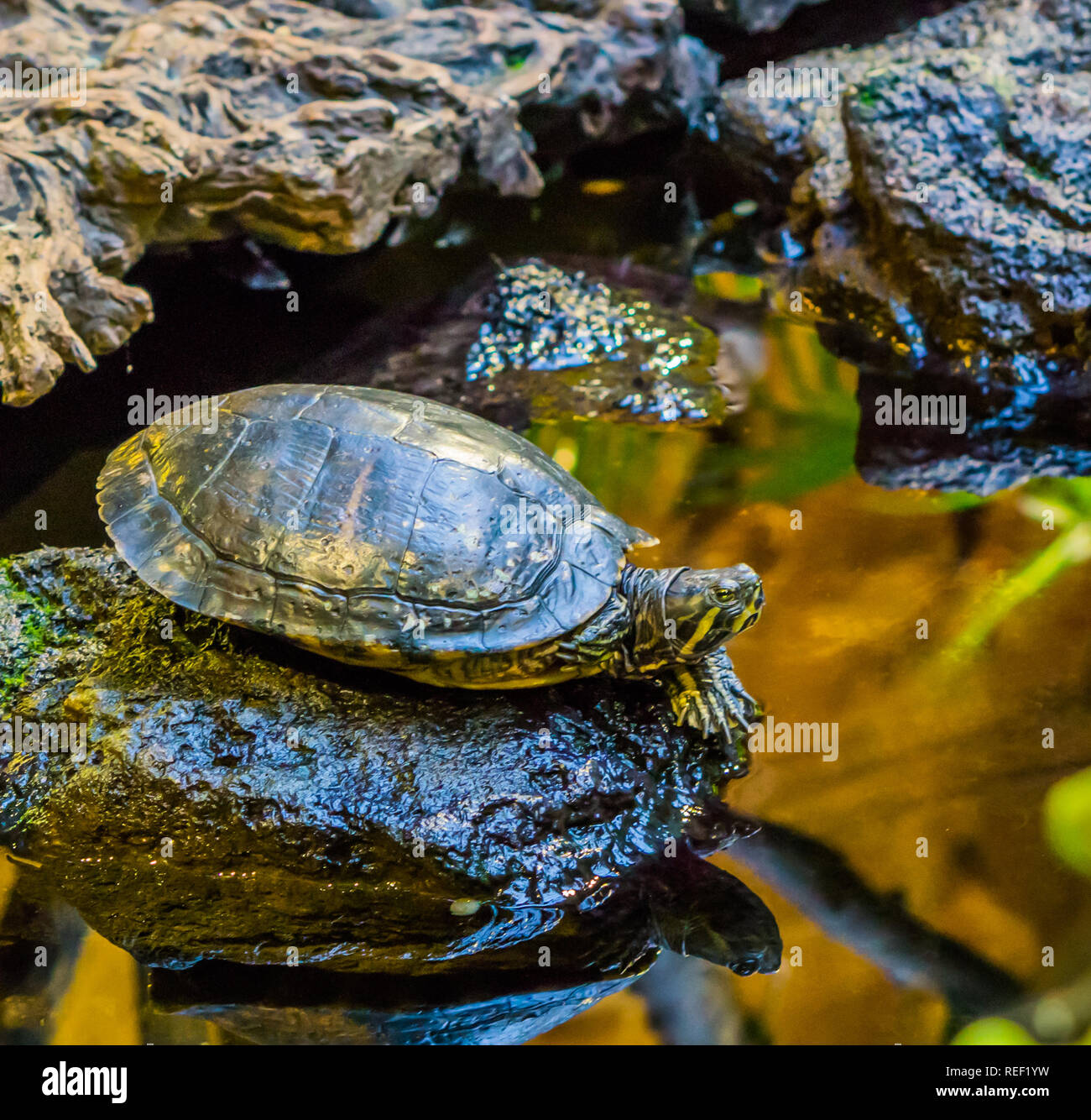 closeup of a cumberland slider turtle on a rock at the water side ...