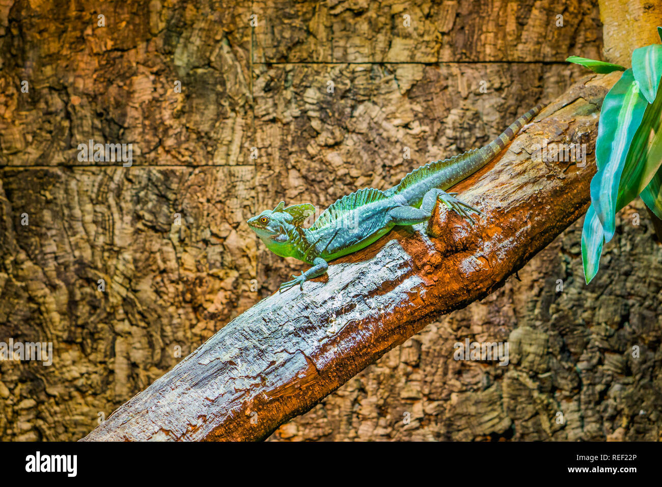 portrait of a green plumed basilisk sitting on a tree branch, male ...