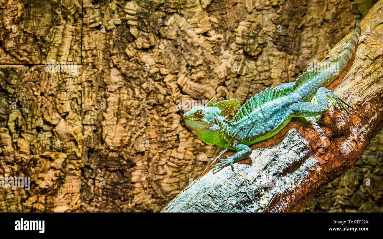 Basilisks lizard hi-res stock photography and images - Alamy