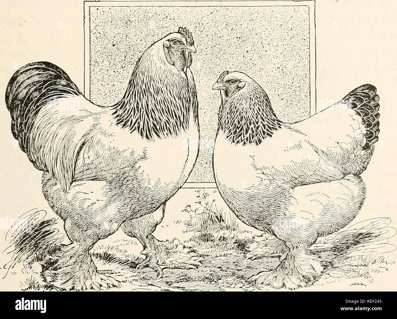 . Commercial poultry raising; a thoroughly practical and complete ...