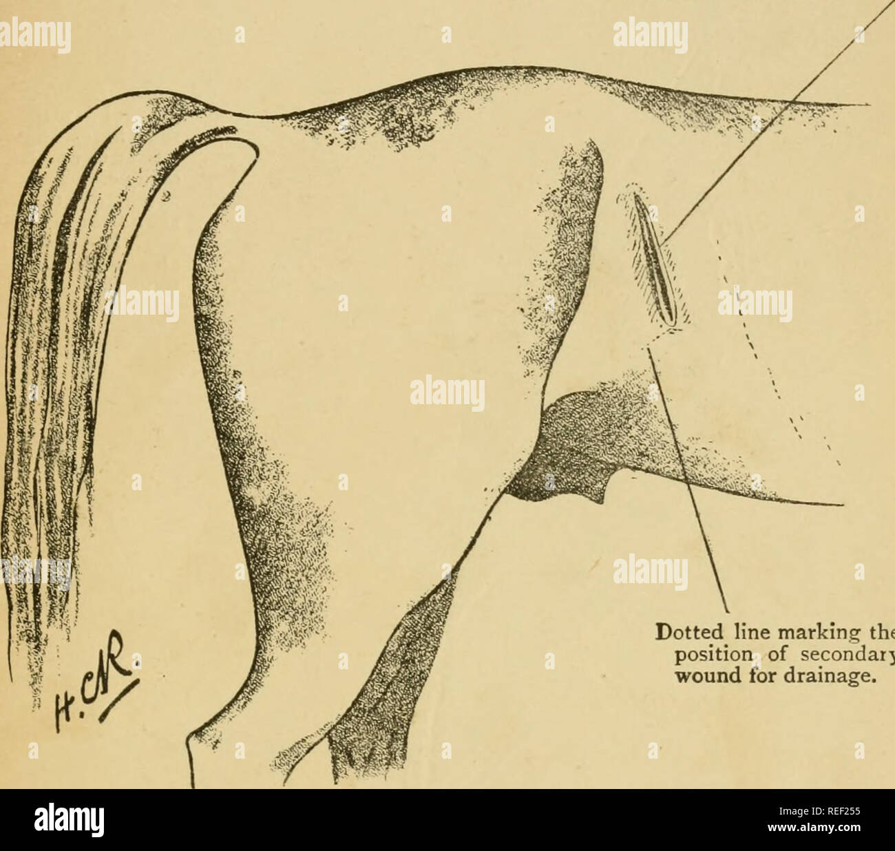 . The common colics of the horse : their causes, symptoms, diagnosis ...