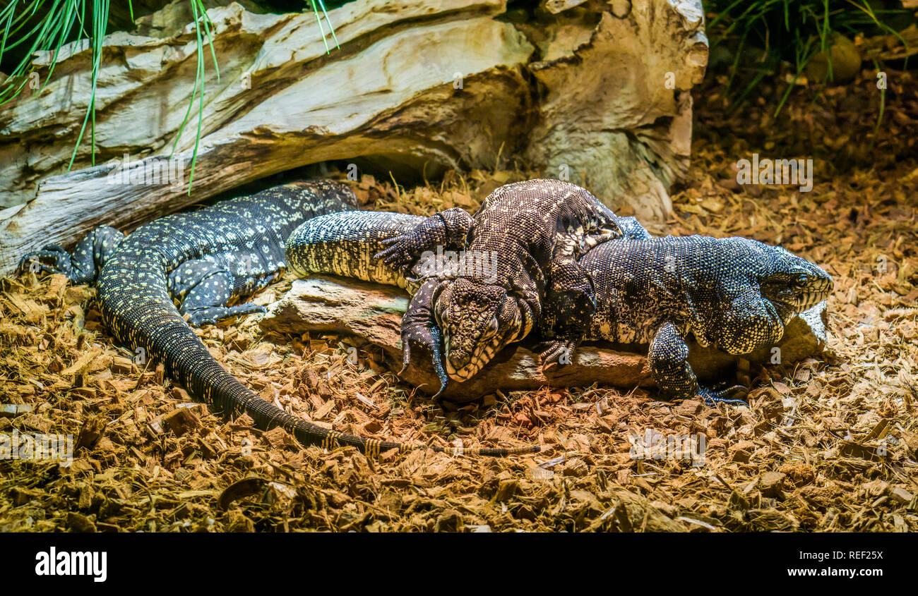 Giant lizards giant hi-res stock photography and images - Alamy