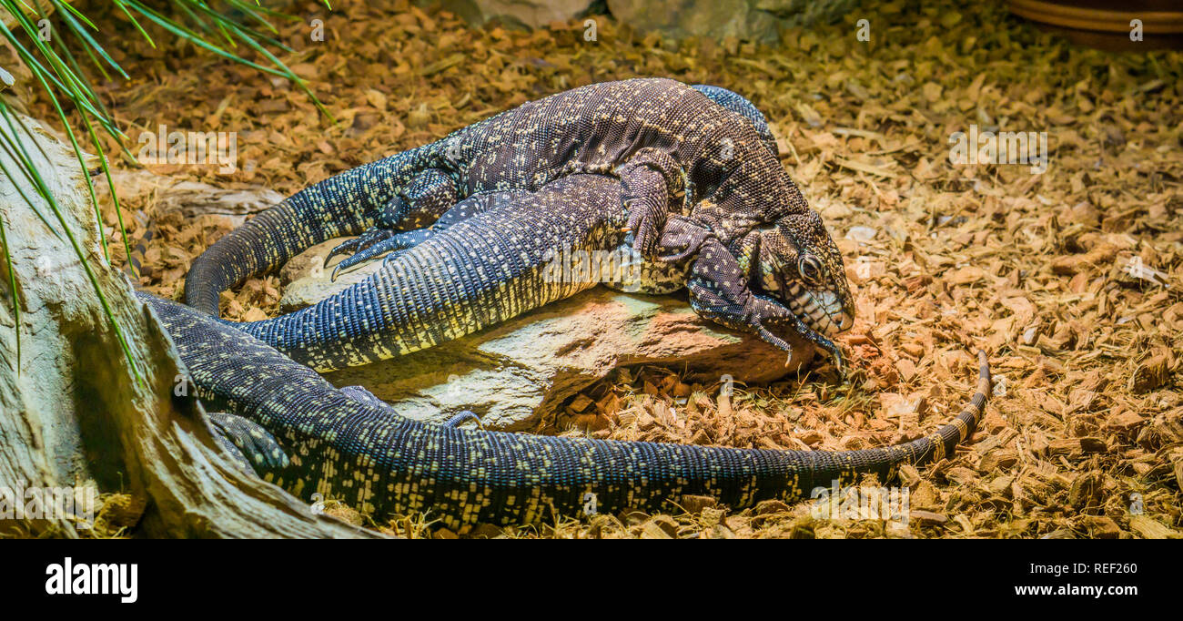 Giant tegus hi-res stock photography and images - Alamy