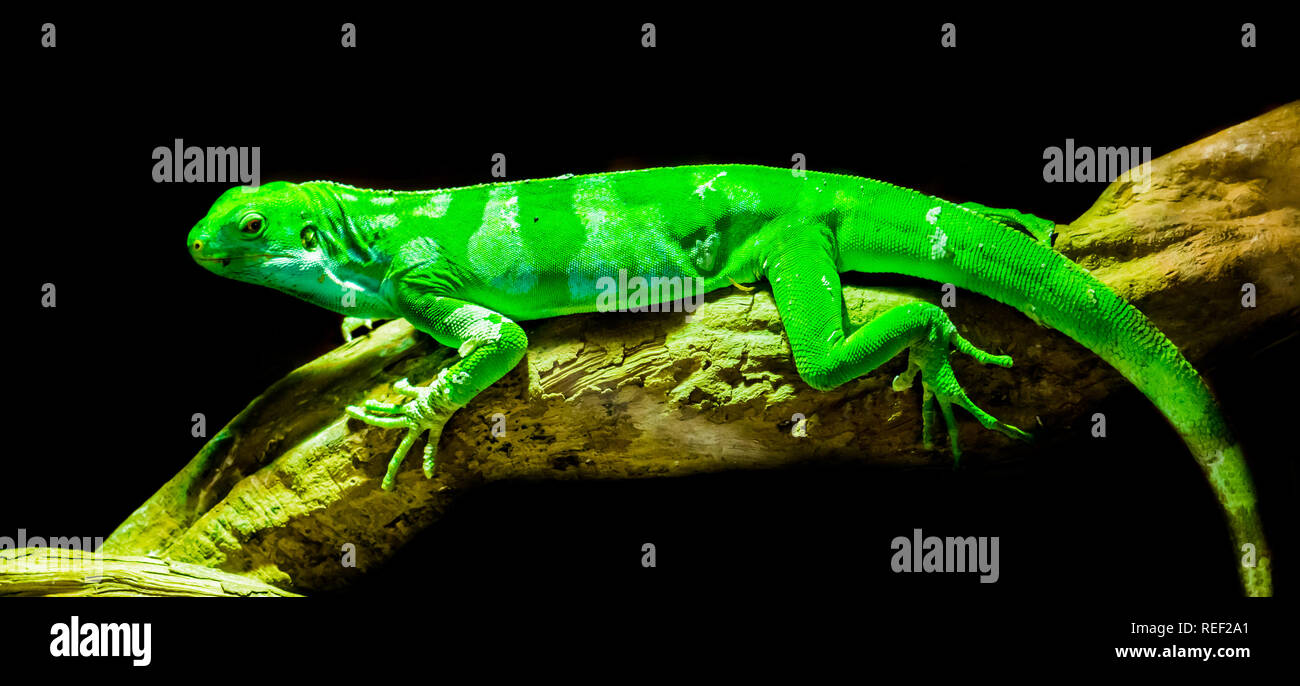 green Fiji banded iguana laying on a tree branch, endangered tropical ...