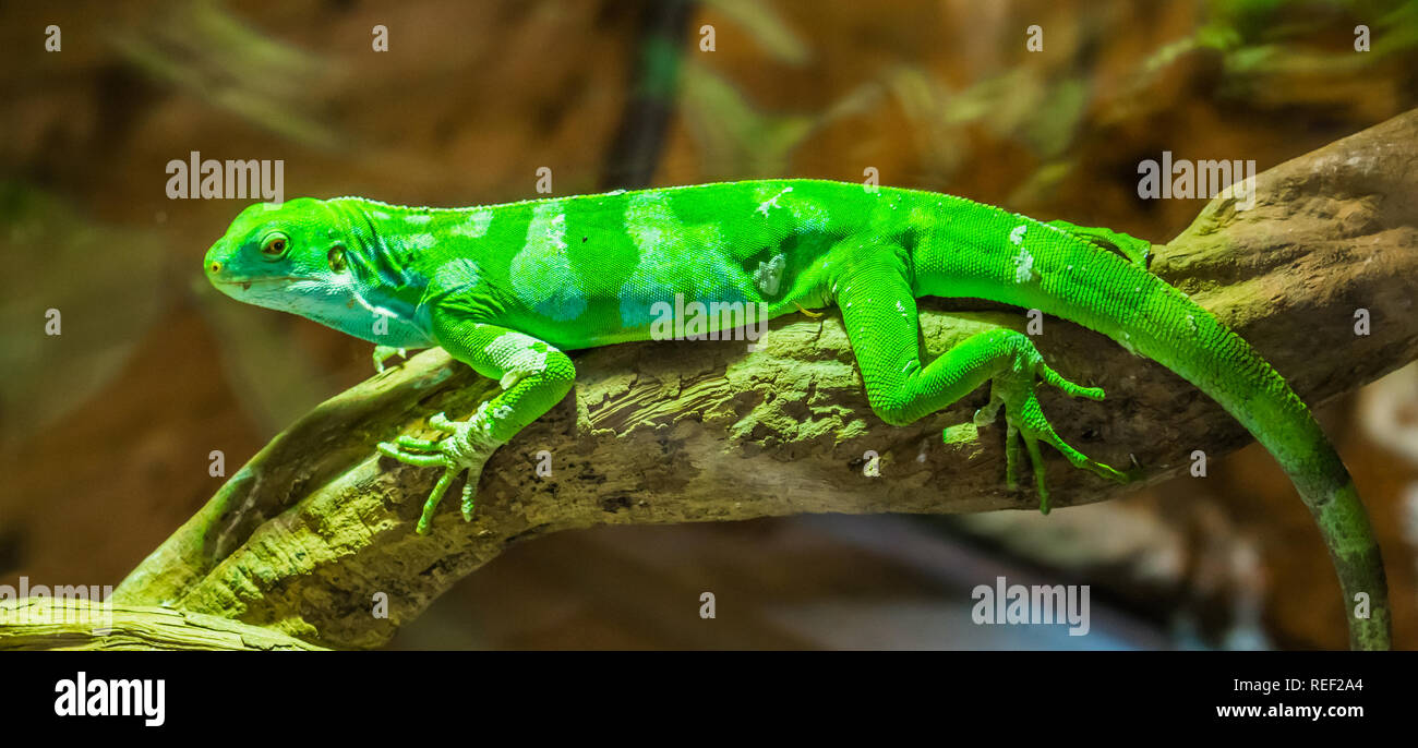 Fiji banded iguana climbing over a tree branch, Endangered lizard ...