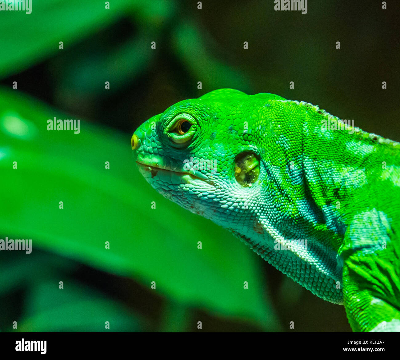 The fijian banded iguanas hi-res stock photography and images - Alamy