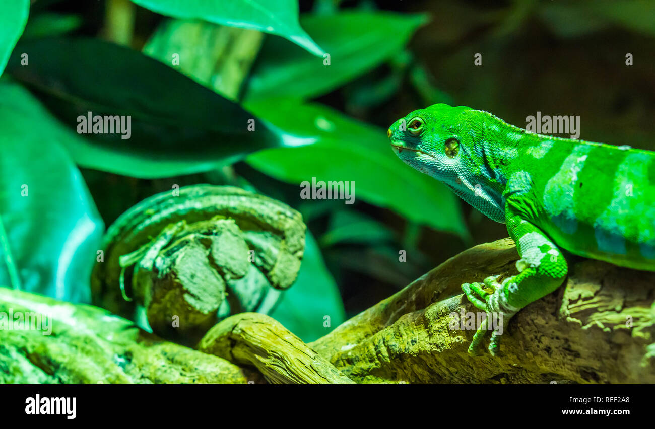 green Fiji banded iguana climbing on a tree branch with its head in ...