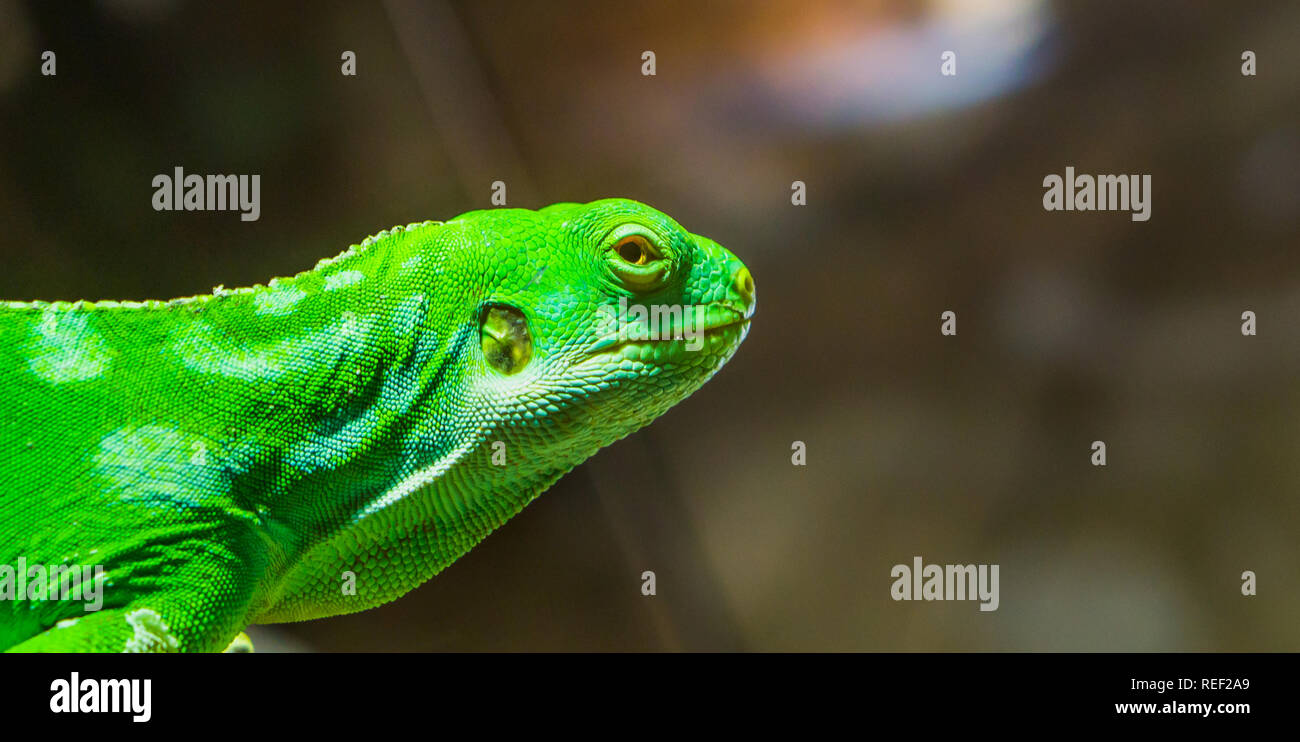 green Fiji banded iguana face isolated on a blurry background ...