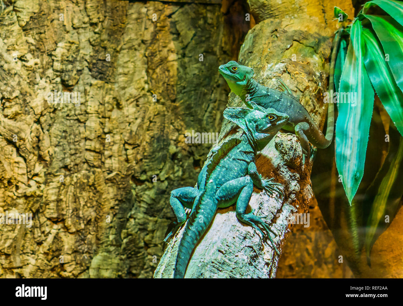Female Green Basilisk Lizard