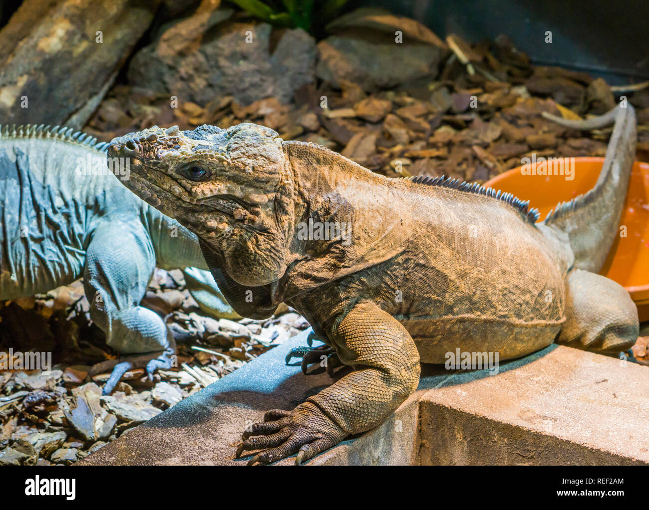 Horned iguana hi-res stock photography and images - Alamy