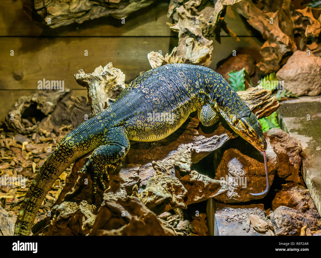 Asian water monitor sticking its tongue out, big tropical lizard from ...