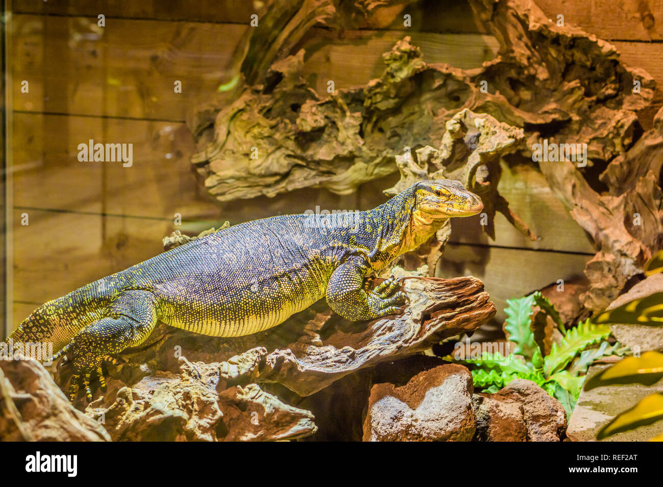 Asian Water Monitor Enclosure