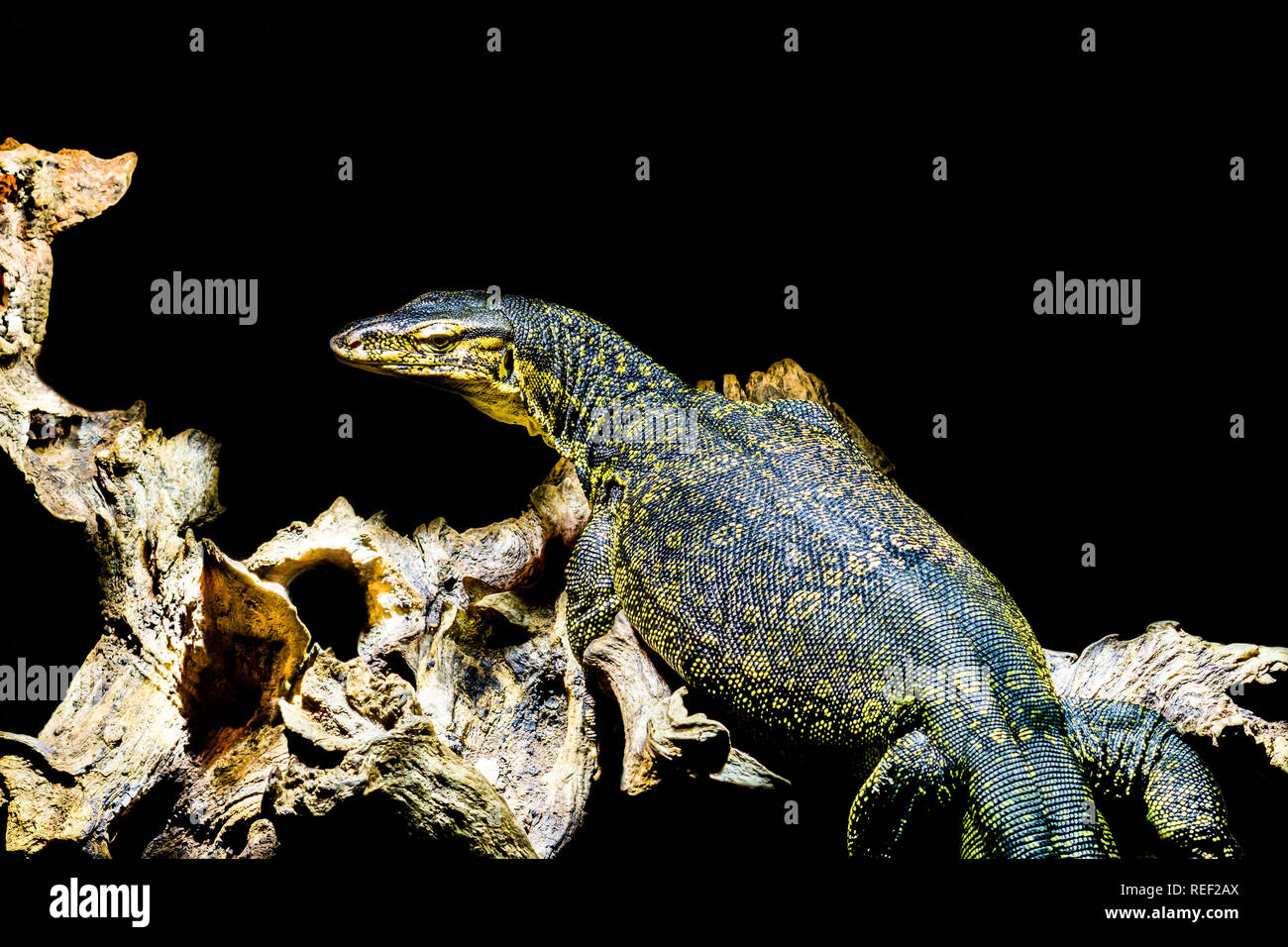 Common water monitor isolated on a black background, big tropical ...