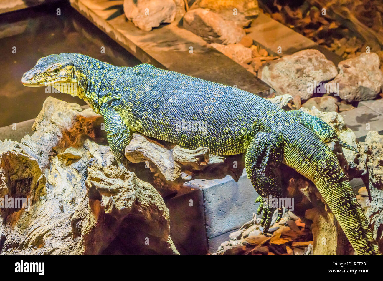 Portrait of a asian water monitor laying on a branch, tropical big ...