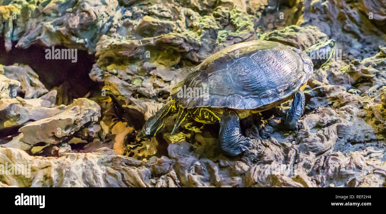 Cumberland slider turtle walking around, popular tropical pet from the ...
