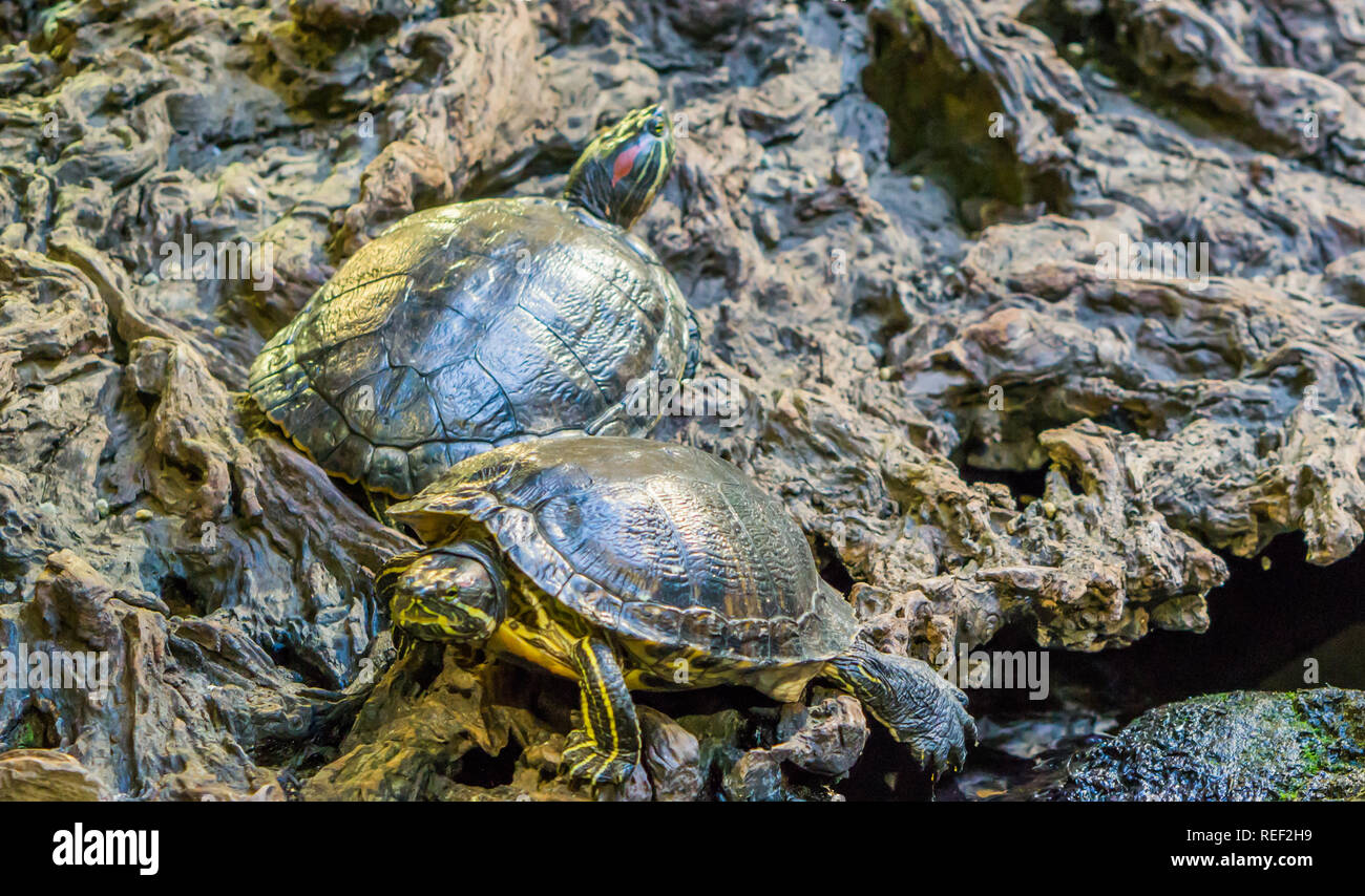 red eared slider and yellow bellied slider together in closeup ...