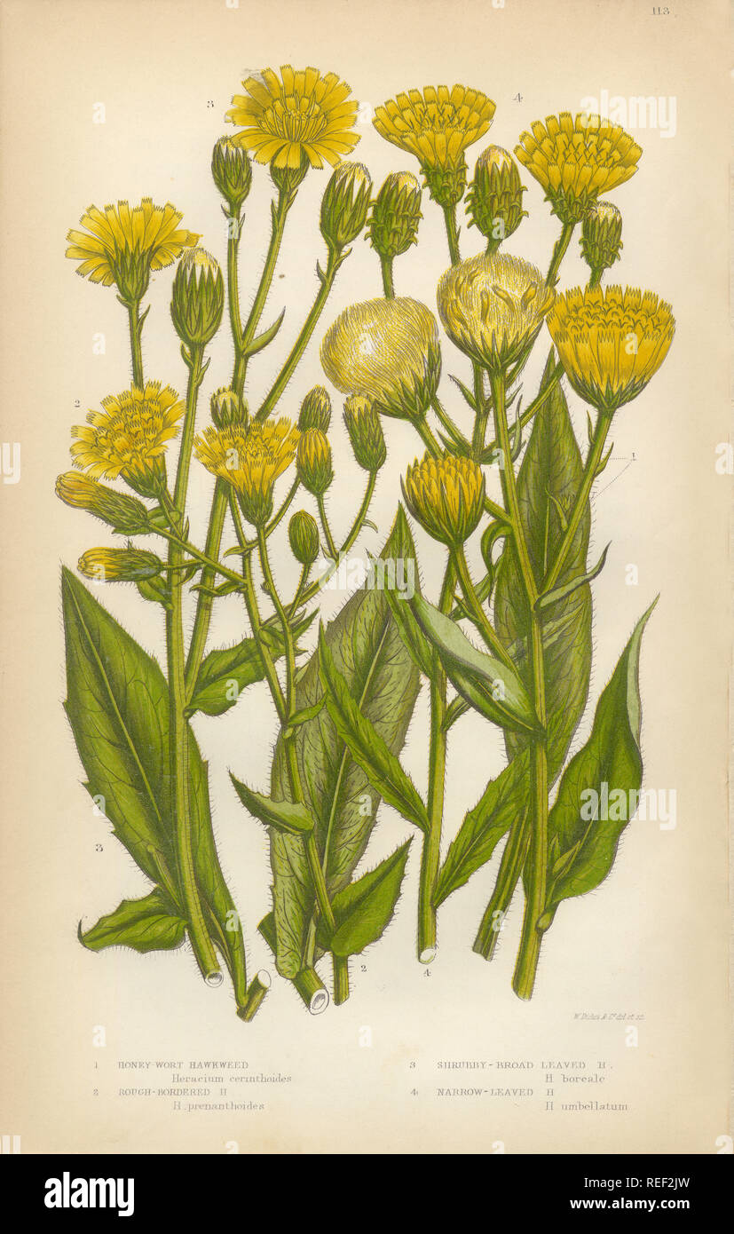 Antique Hand-Colored English Victorian Botanical Illustration, Circa ...