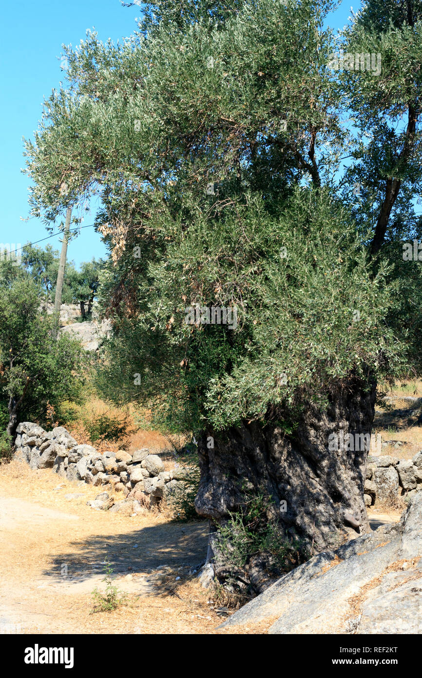 Olive tree in Turkey Stock Photo - Alamy