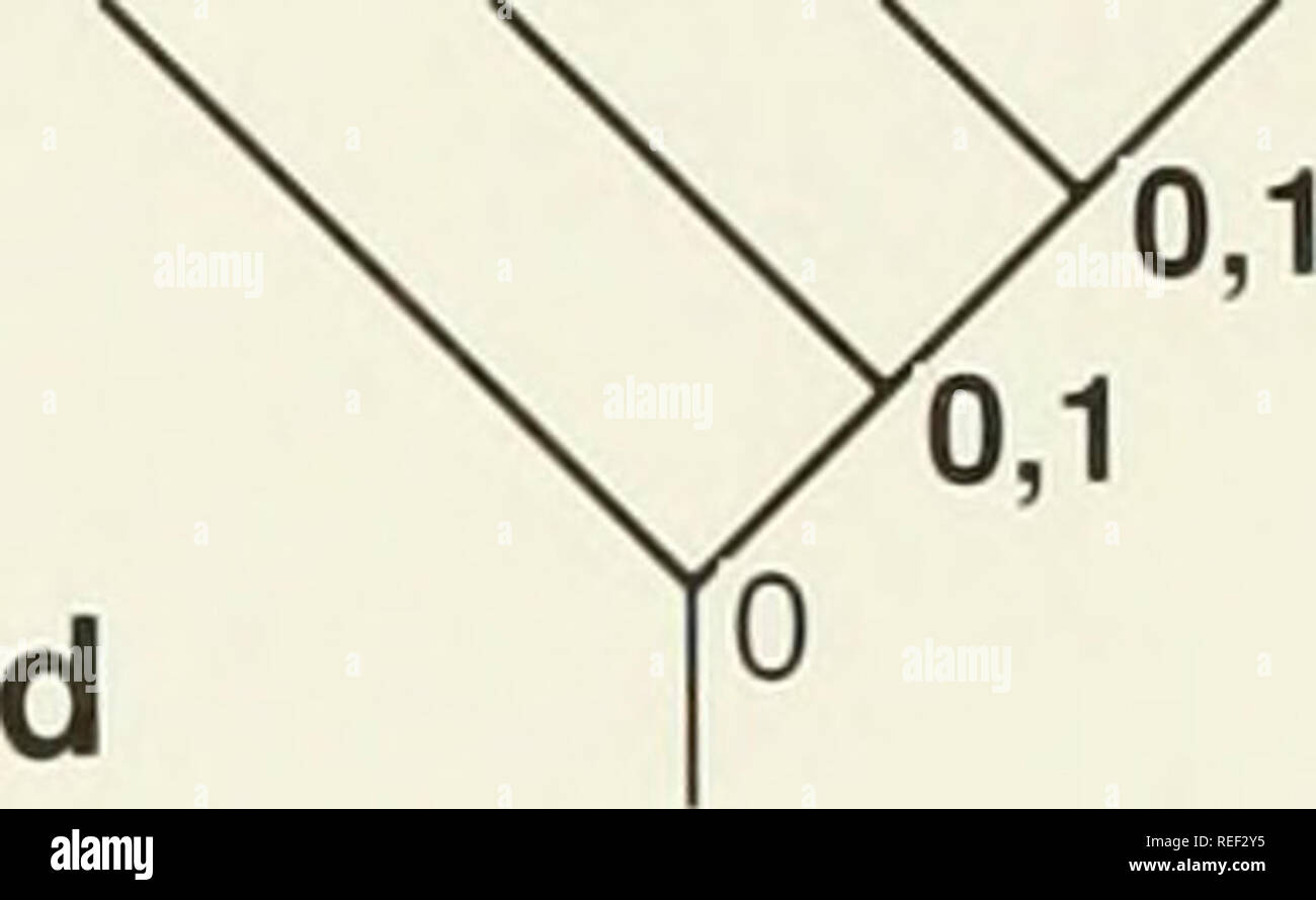 Phylogenetic trees hi-res stock photography and images - Alamy