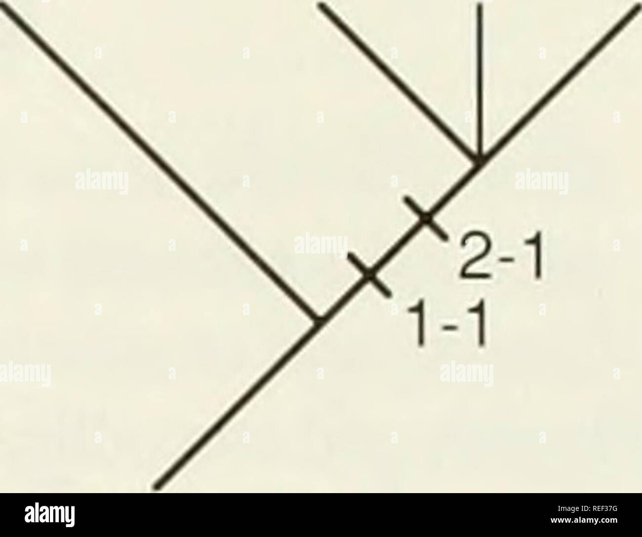 Phylogenetic Trees High Resolution Stock Photography and Images - Alamy