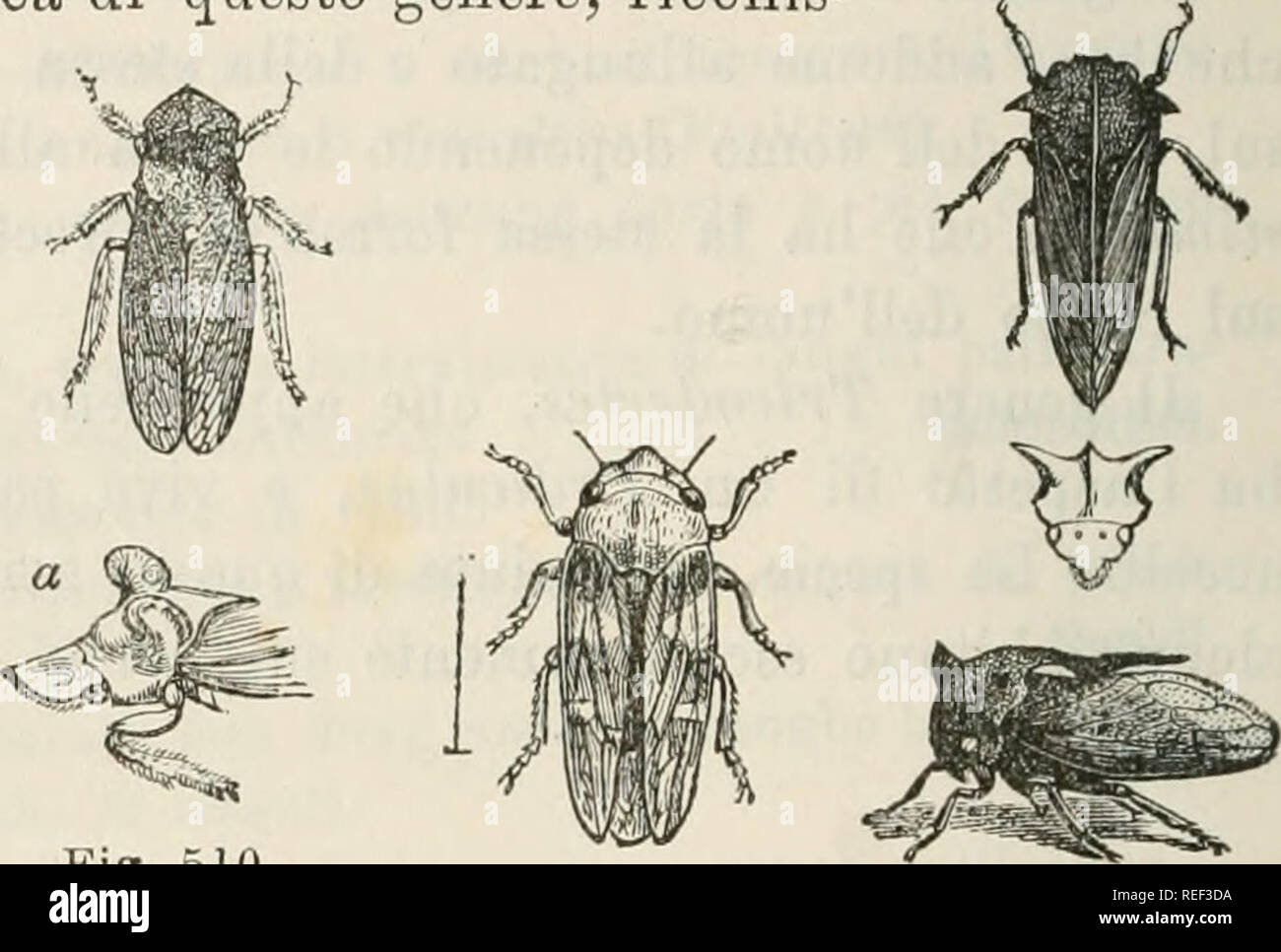 Auricolari hi-res stock photography and images - Alamy