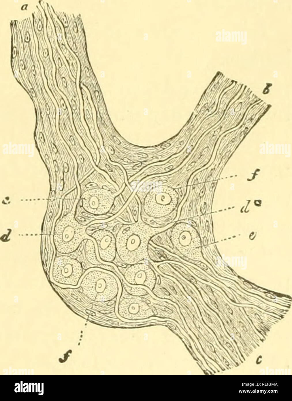 Spinal ganglion nerve cells hi-res stock photography and images - Alamy